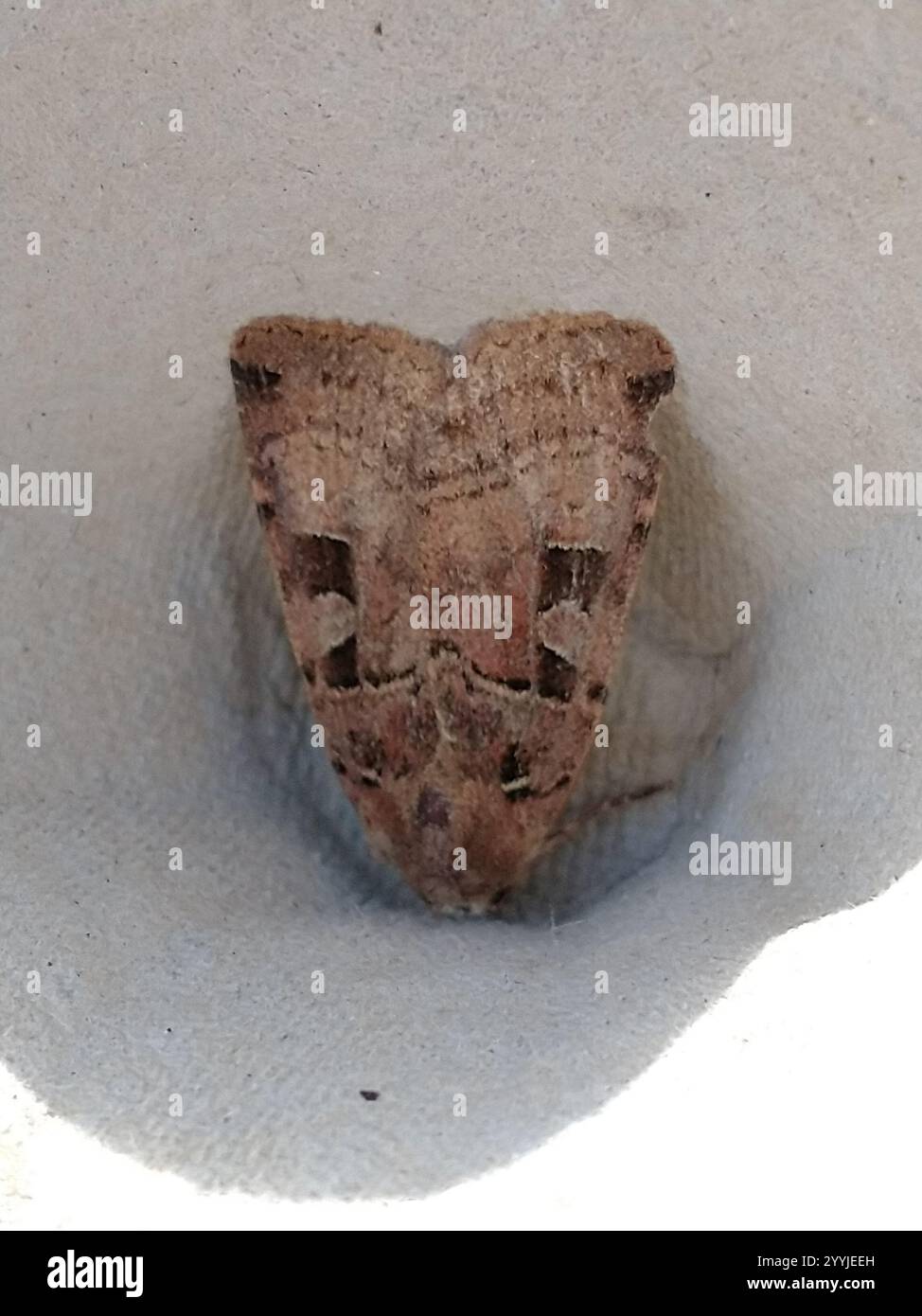 Double Square-spot (Xestia triangulum Stock Photo - Alamy