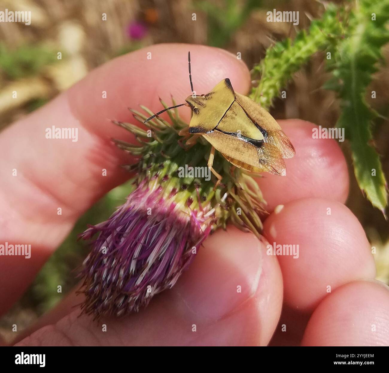 northern fruit bug (Carpocoris fuscispinus Stock Photo - Alamy