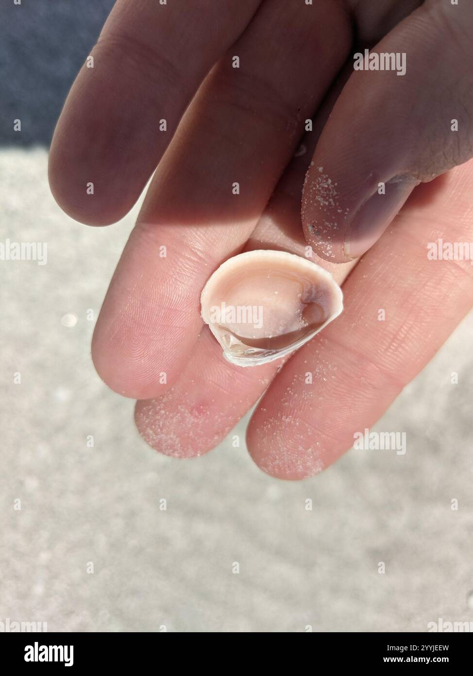 Cross-barred Venus (Chione elevata Stock Photo - Alamy