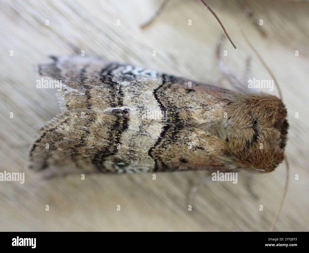 Figure of Eighty (Tethea ocularis Stock Photo - Alamy