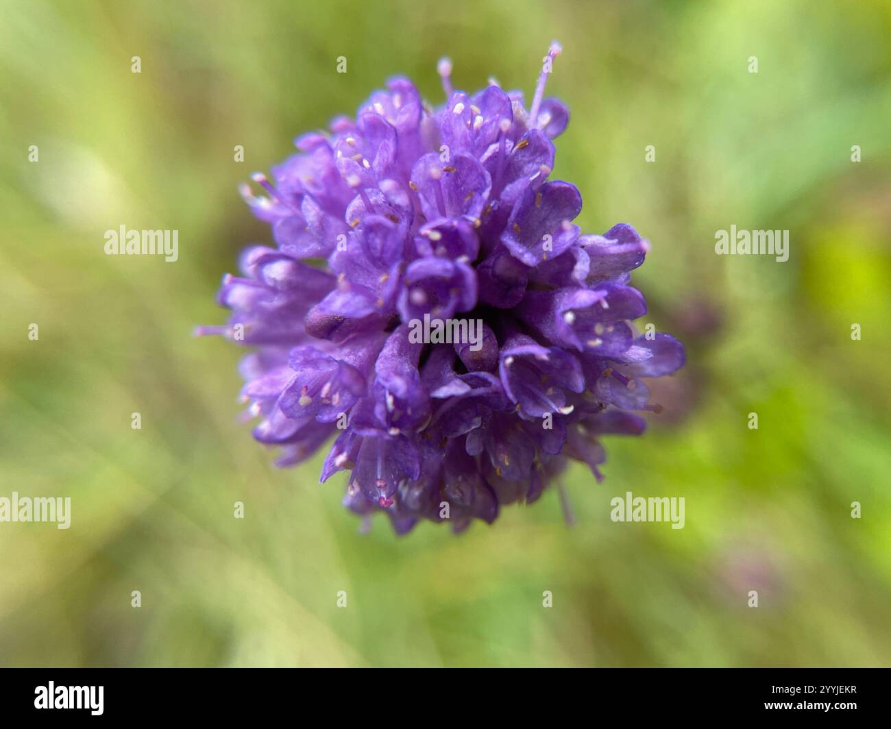 Devil's-bit Scabious (Succisa pratensis Stock Photo - Alamy