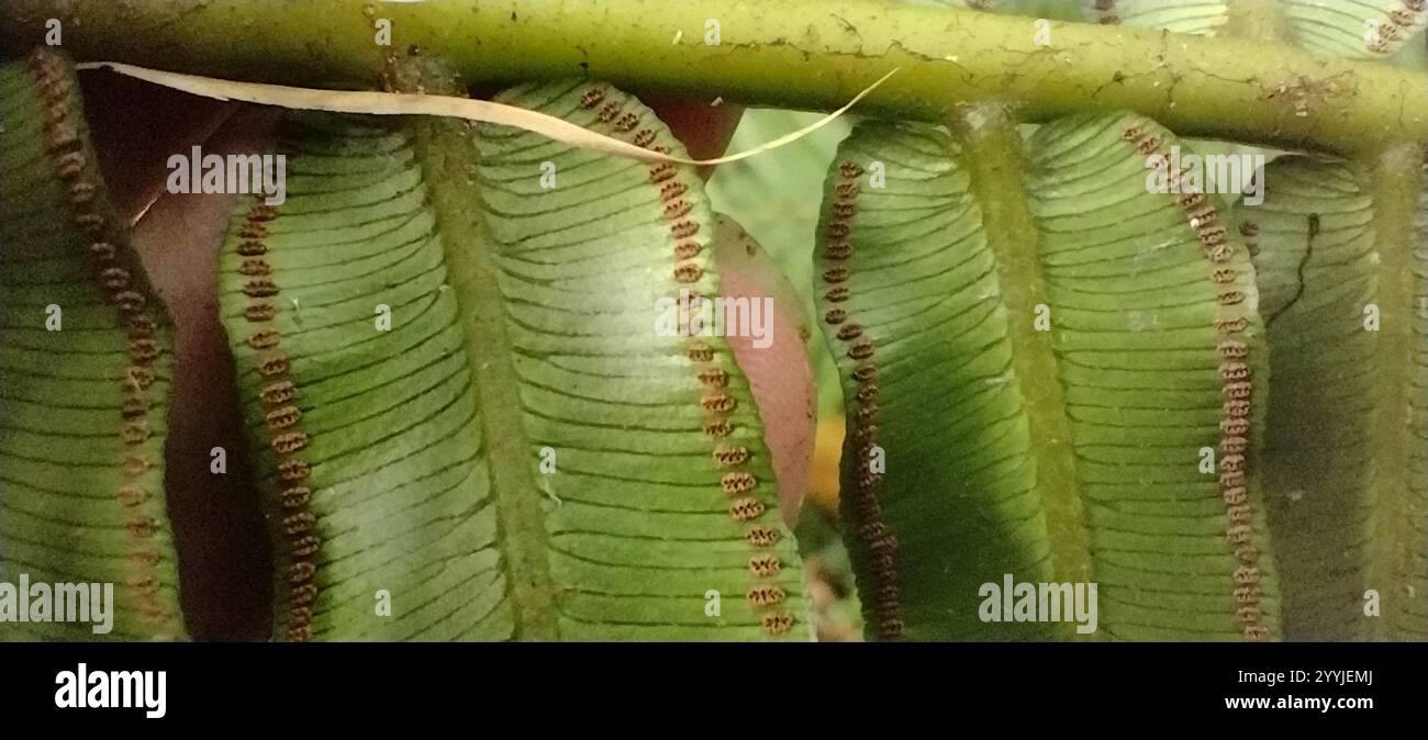 Angiopteris evecta hi-res stock photography and images - Alamy