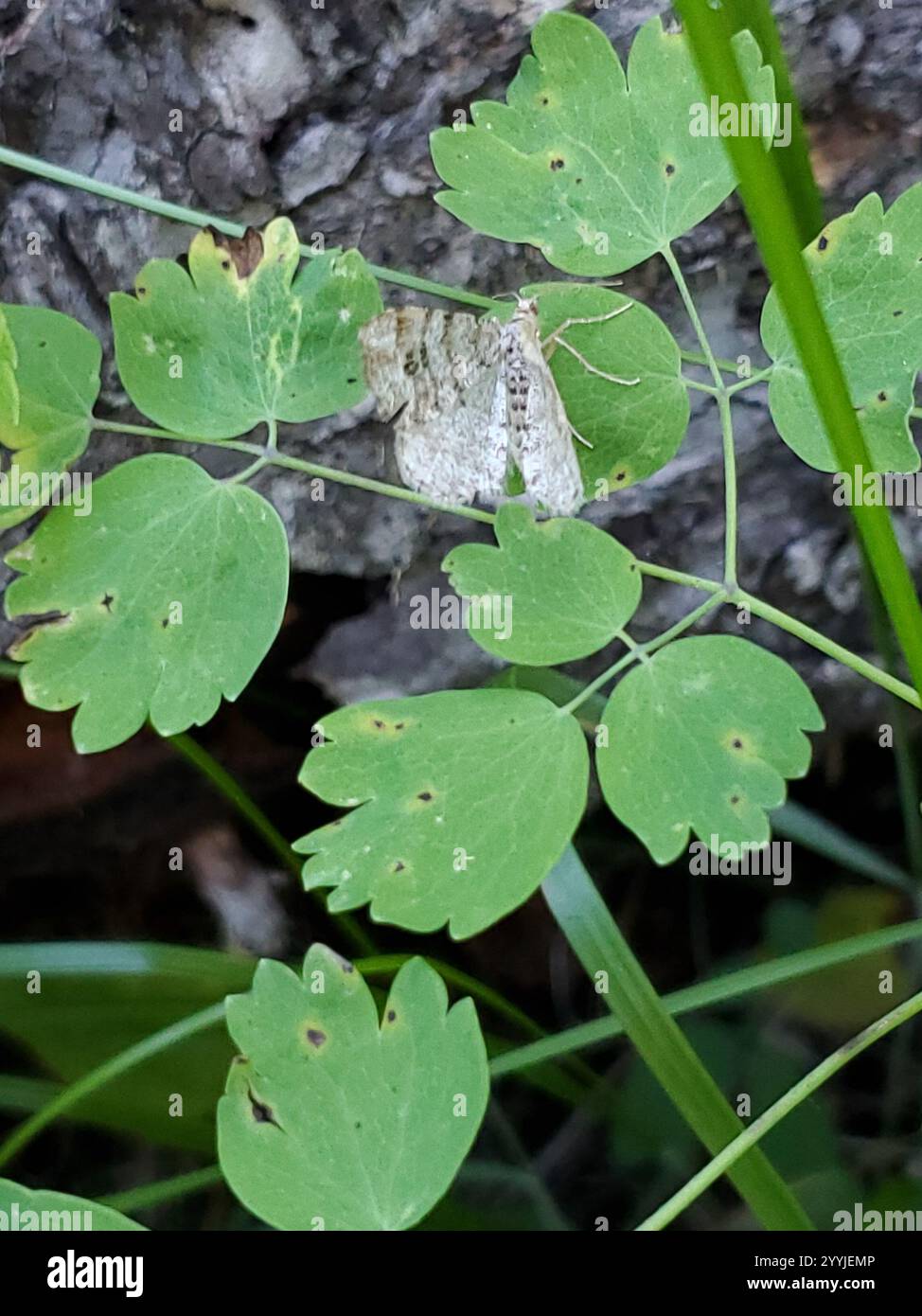 Geometer Moths (Geometridae Stock Photo - Alamy