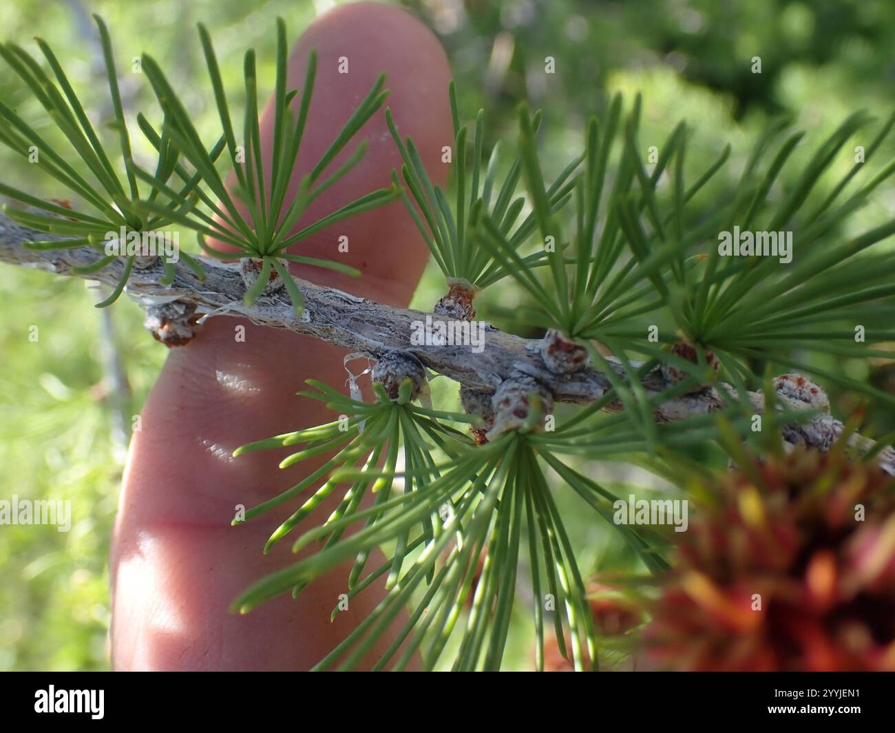 subalpine larch (Larix lyallii Stock Photo - Alamy
