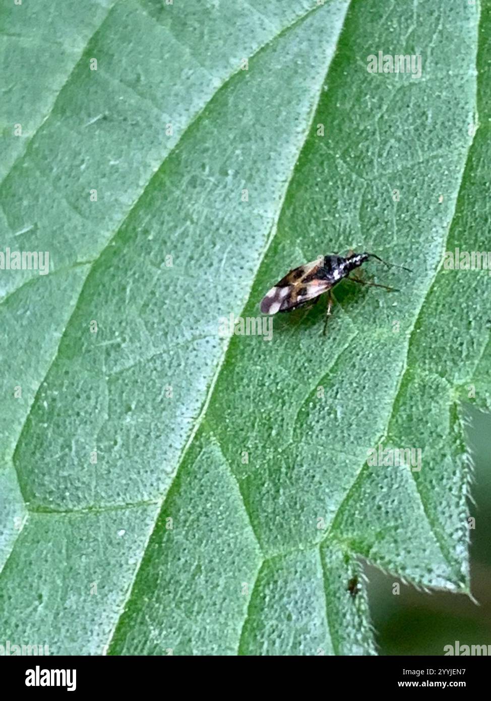 Common Flowerbug (Anthocoris nemorum Stock Photo - Alamy