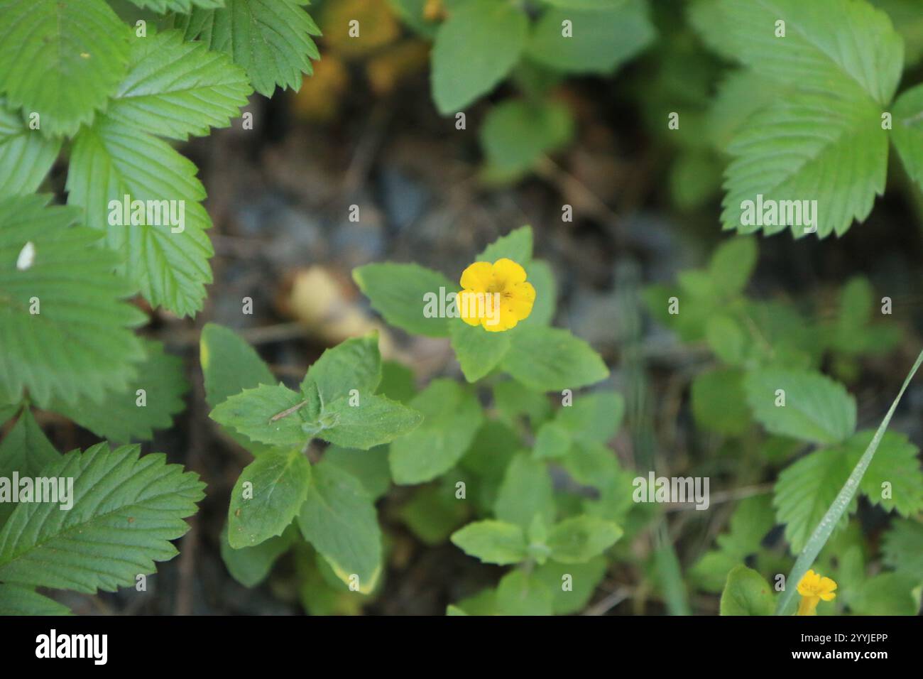Erythranthe moschata hi-res stock photography and images - Alamy