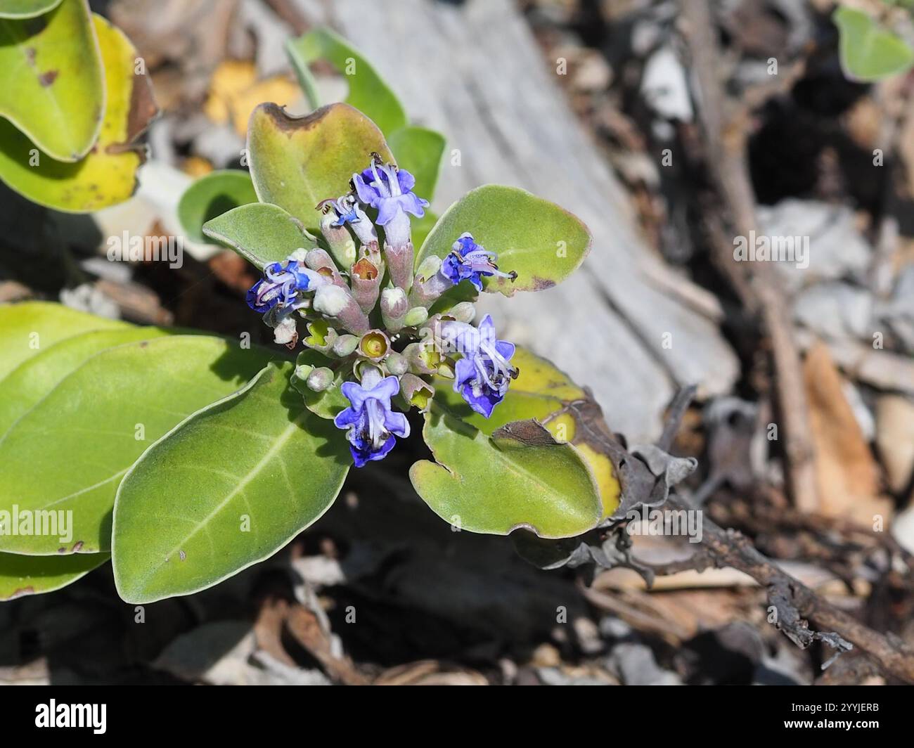 Beach Vitex (Vitex rotundifolia Stock Photo - Alamy