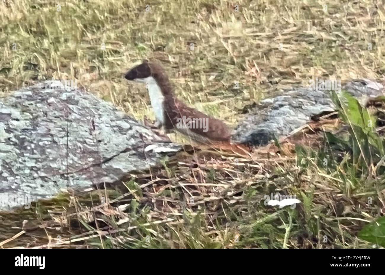 Eurasian stoat hi-res stock photography and images - Alamy