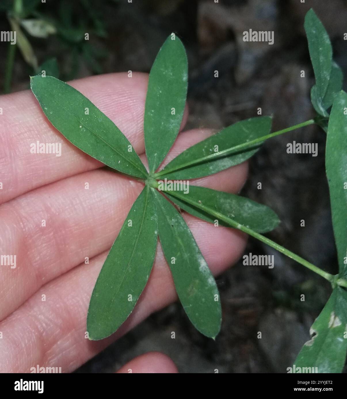 Wood Bedstraw (Galium sylvaticum Stock Photo - Alamy