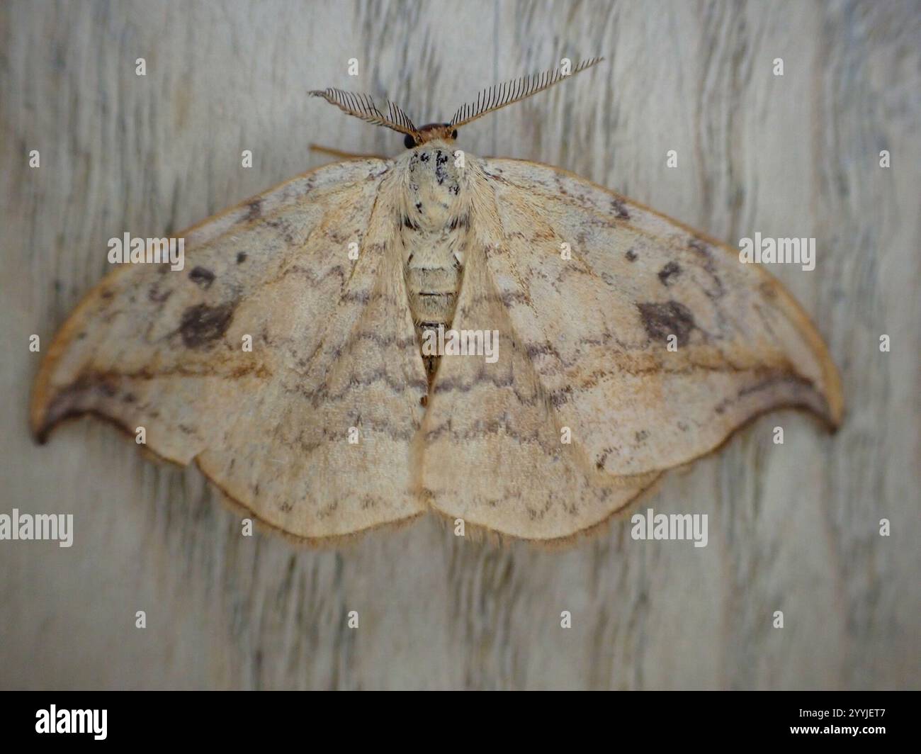 Pebble Hook-tip (Drepana falcataria Stock Photo - Alamy