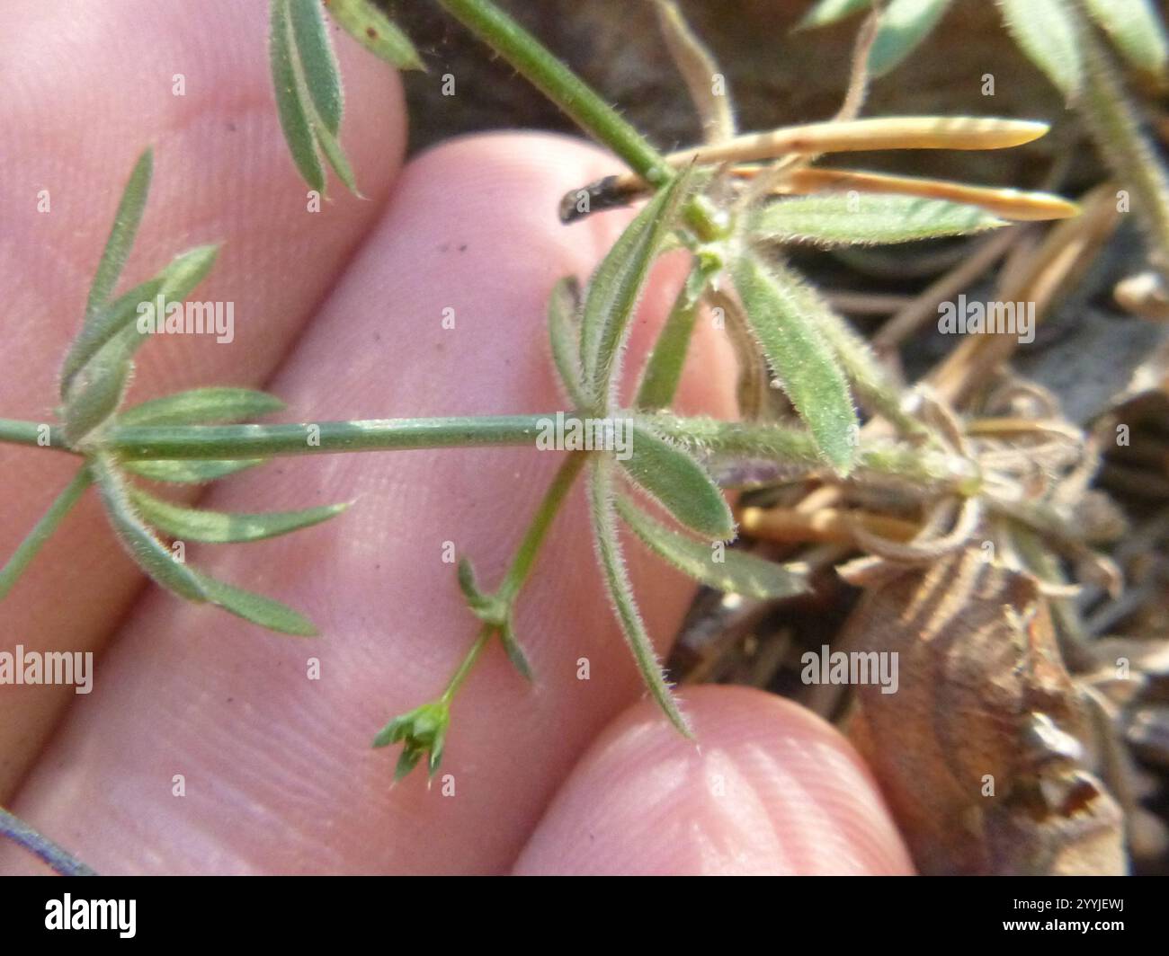 Wall Bedstraw (Galium parisiense Stock Photo - Alamy