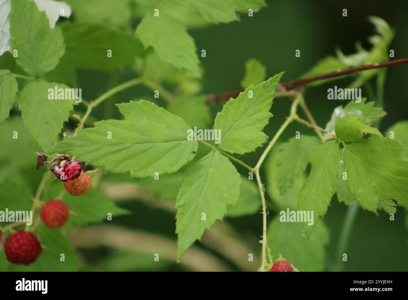 black raspberry (Rubus occidentalis Stock Photo - Alamy