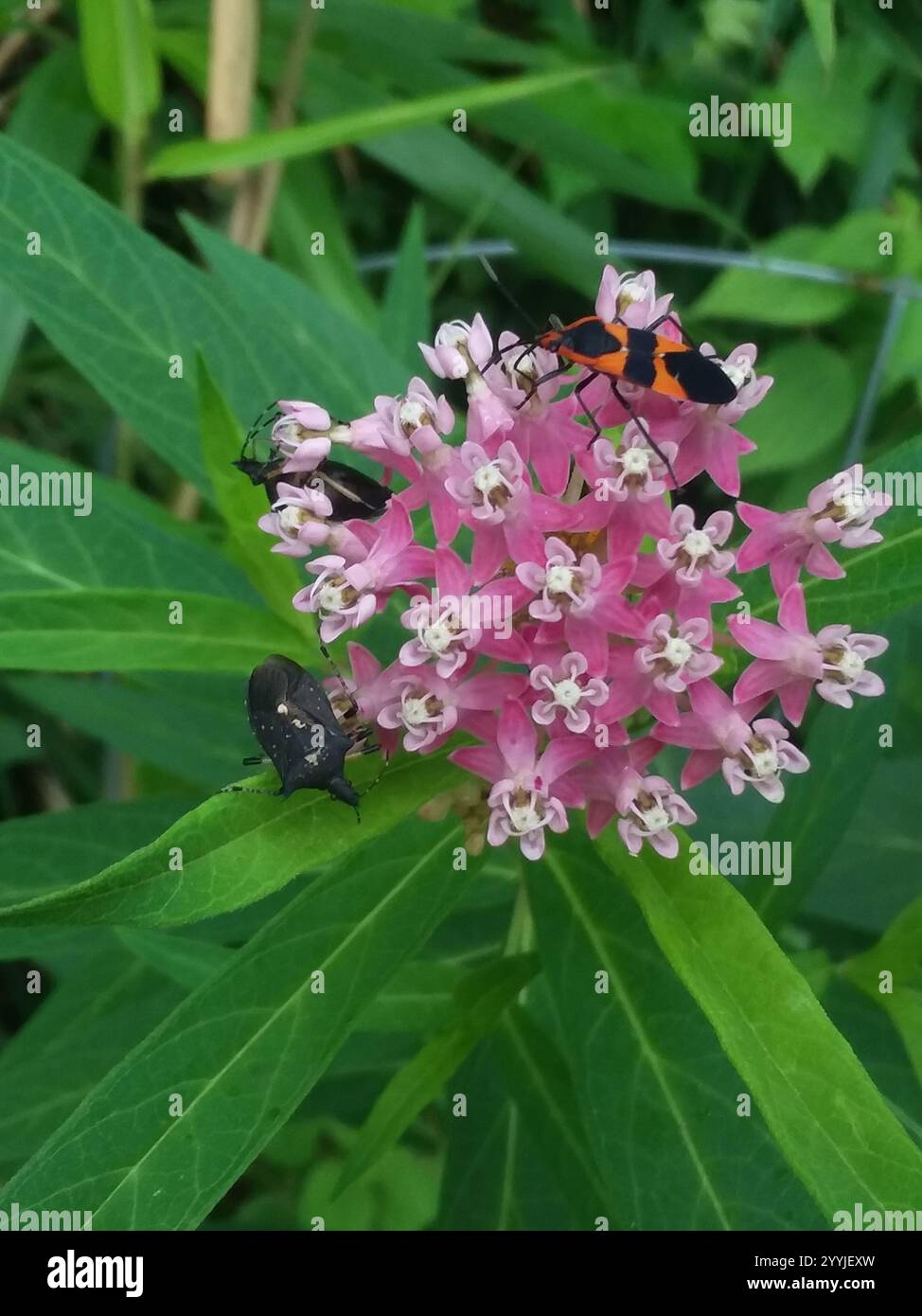 Black Stink Bug (Proxys punctulatus Stock Photo - Alamy