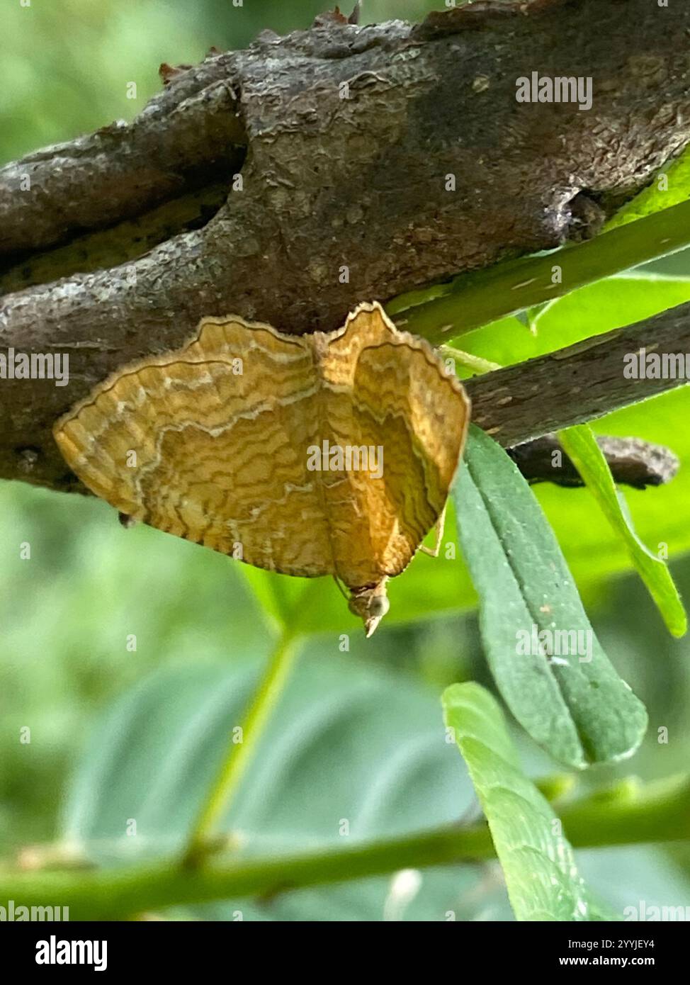 Yellow Shell Moth (Camptogramma bilineata Stock Photo - Alamy