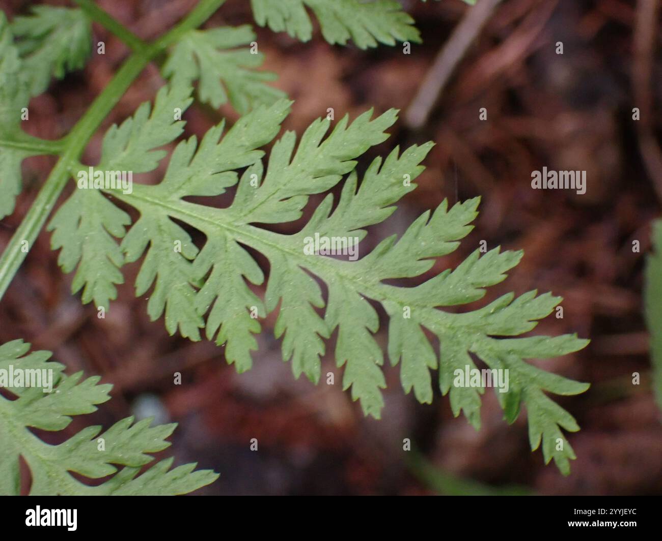 rattlesnake fern (Botrypus virginianus Stock Photo - Alamy