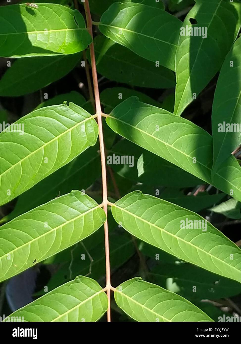 tree-of-heaven (Ailanthus altissima Stock Photo - Alamy