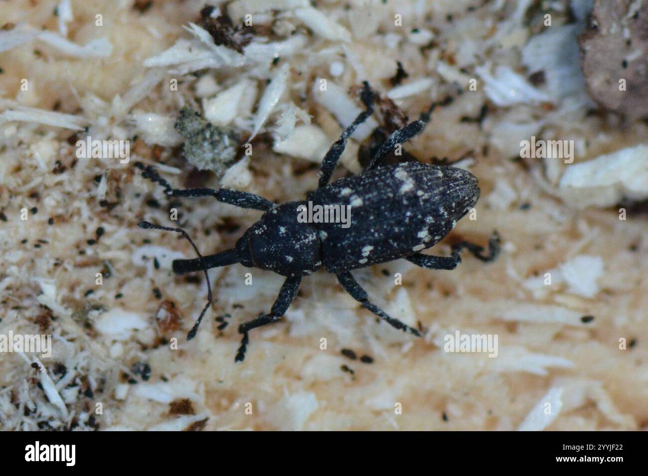 Pissodes hi-res stock photography and images - Alamy