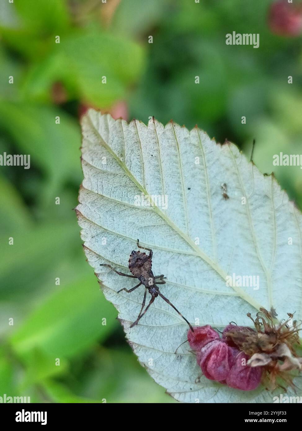 Dock Bug (Coreus marginatus Stock Photo - Alamy