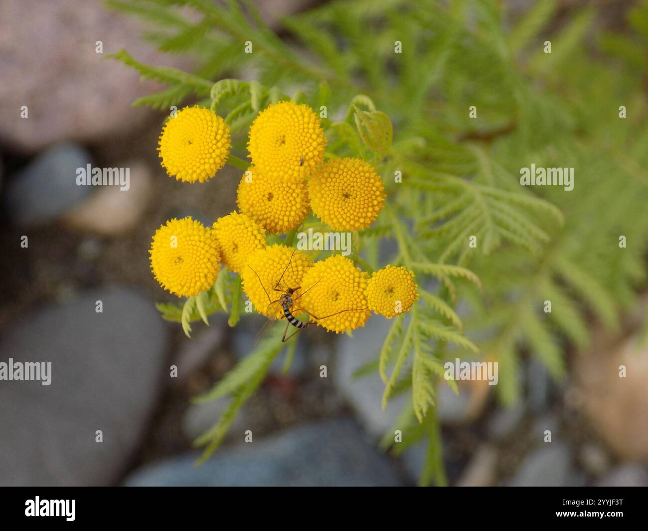 Midges net hi-res stock photography and images - Alamy