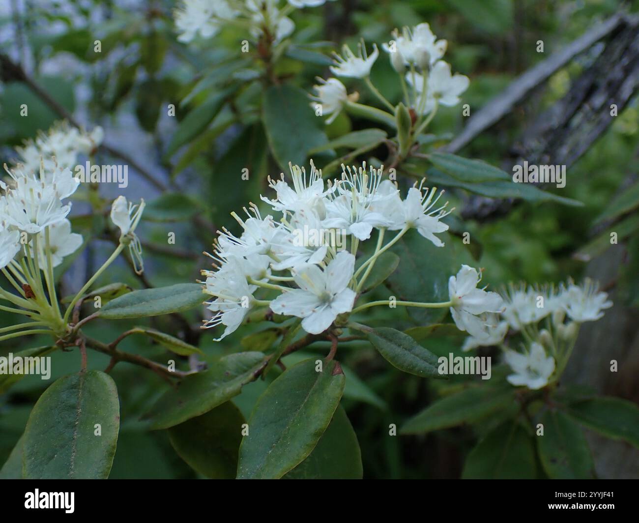 Western Labrador Tea (Rhododendron columbianum Stock Photo - Alamy