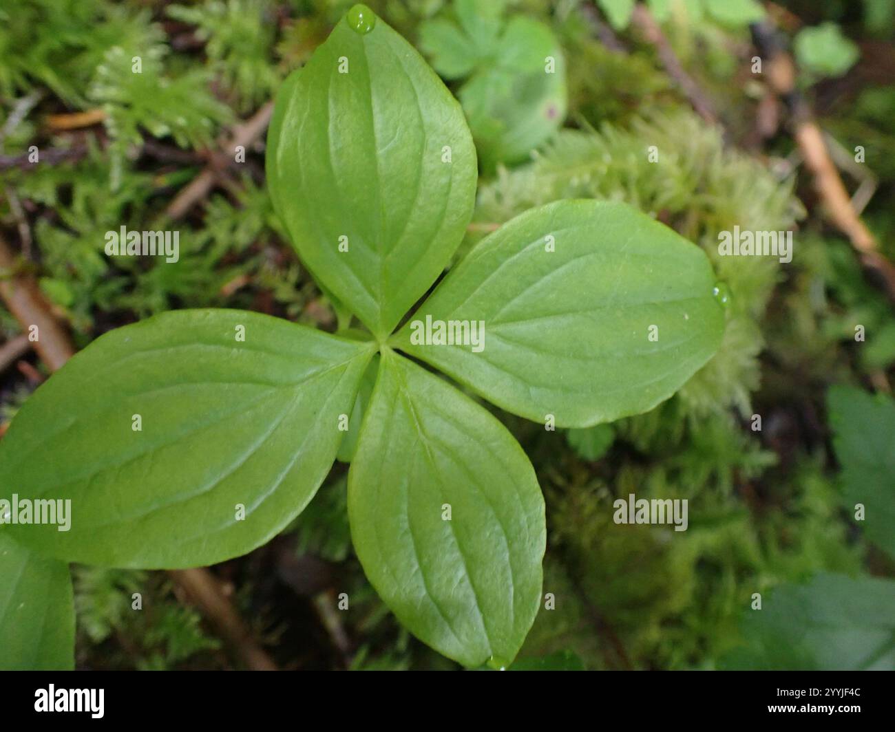 Western Bunchberry (Cornus unalaschkensis Stock Photo - Alamy