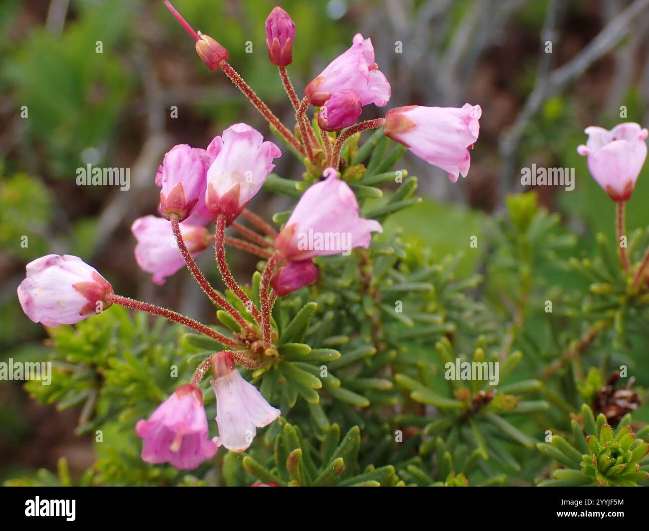 pink mountainheath (Phyllodoce empetriformis Stock Photo - Alamy