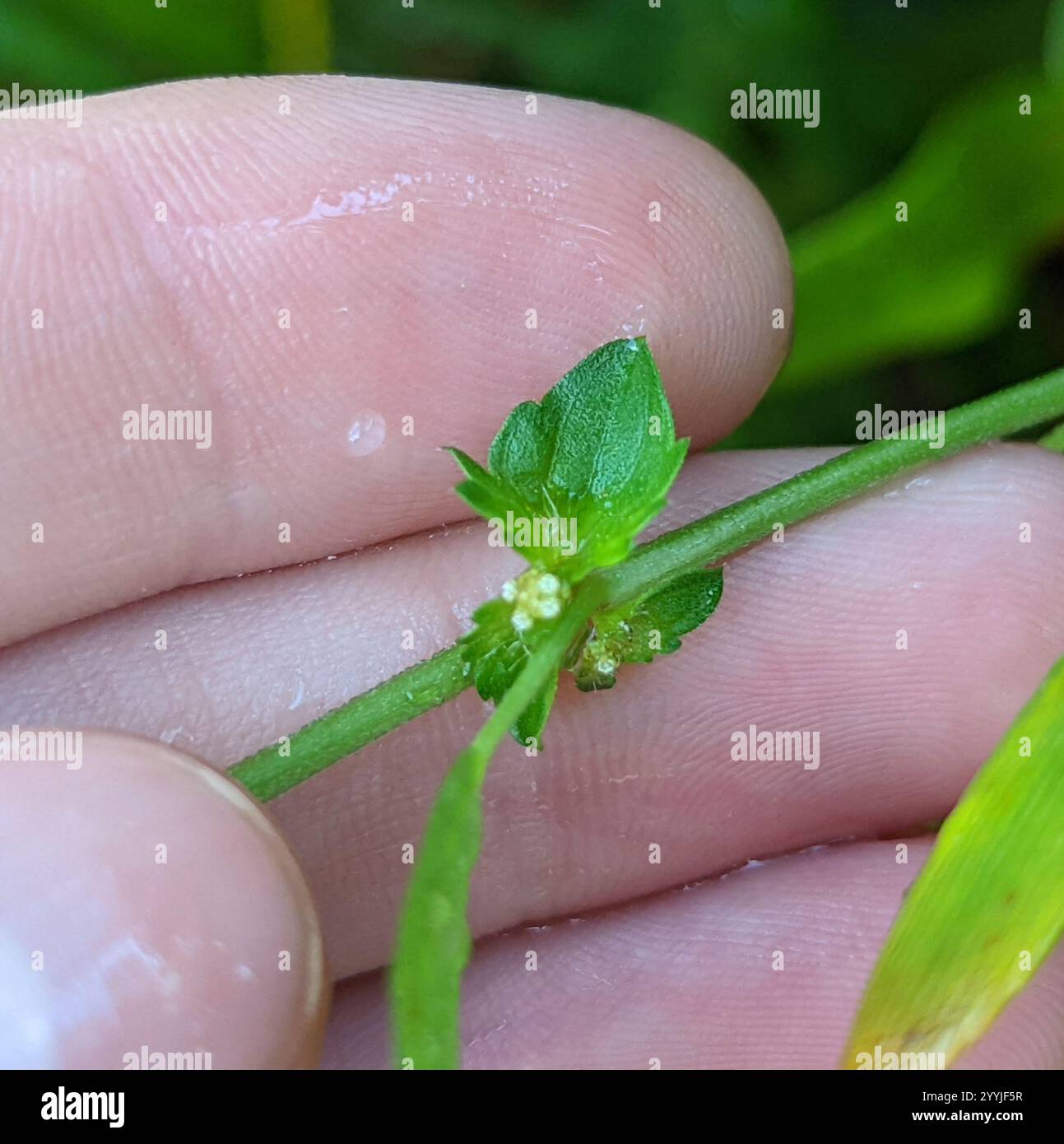 Slender Three-seeded Mercury (Acalypha gracilens Stock Photo - Alamy
