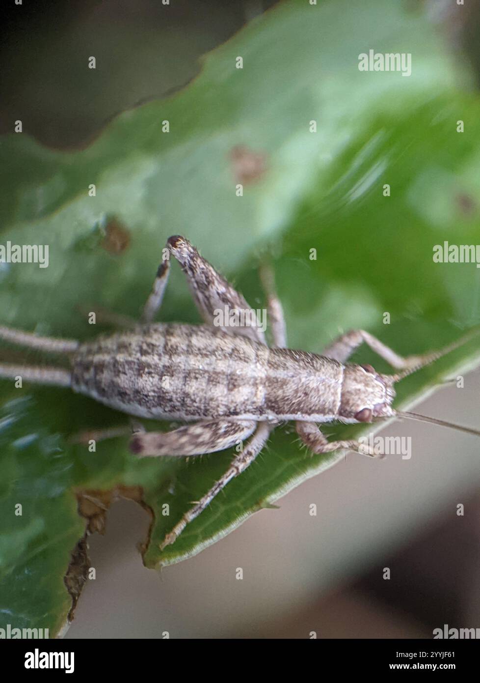 Common Scaly Crickets (Cycloptilum Stock Photo - Alamy
