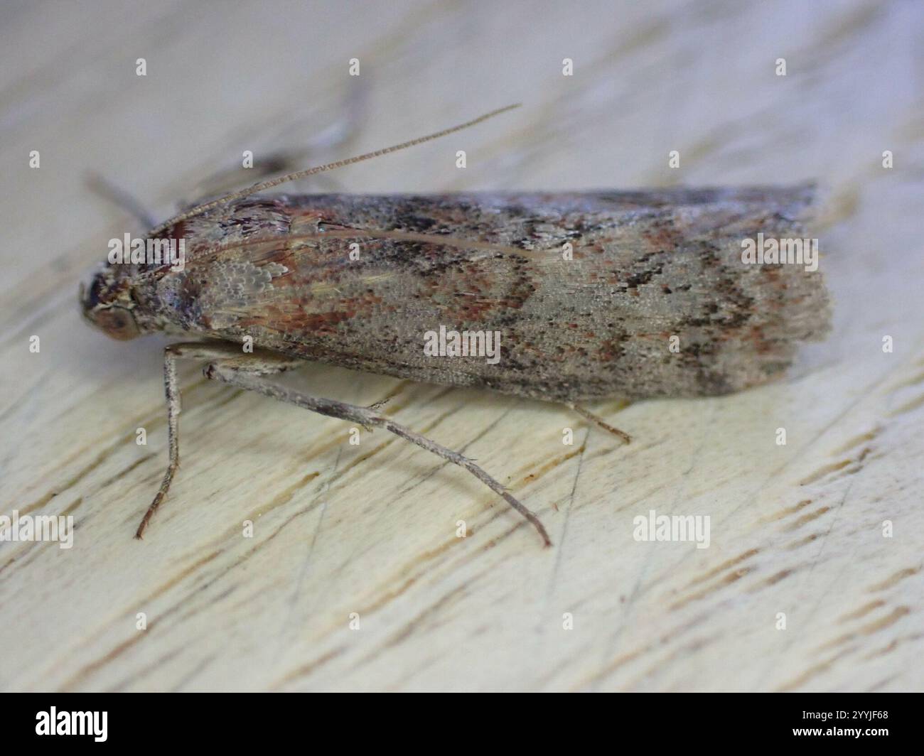 Dotted Oak Knot-horn (Phycita roborella Stock Photo - Alamy