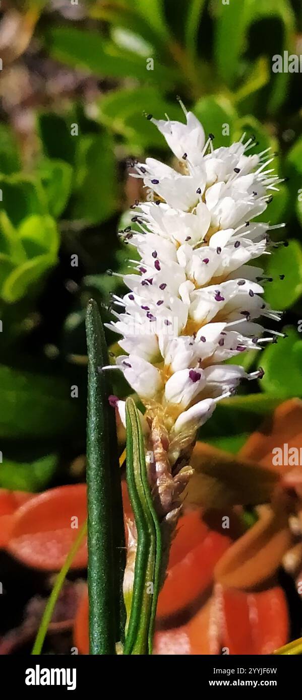 alpine bistort (Bistorta vivipara Stock Photo - Alamy