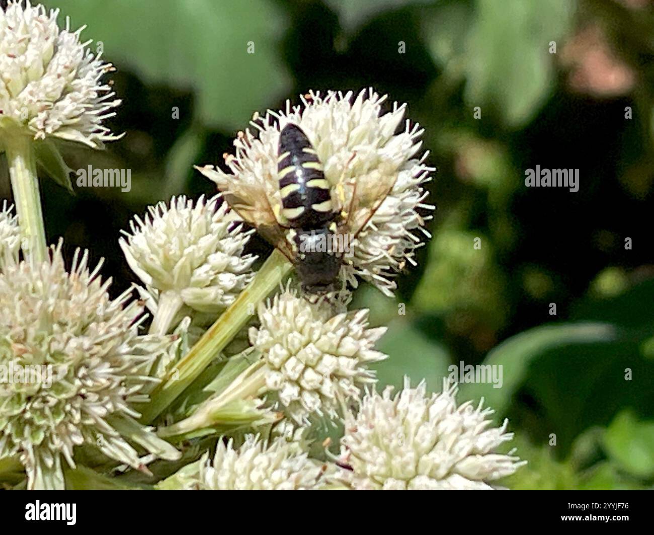 Four-banded Stink Bug Wasp (Bicyrtes quadrifasciatus Stock Photo - Alamy