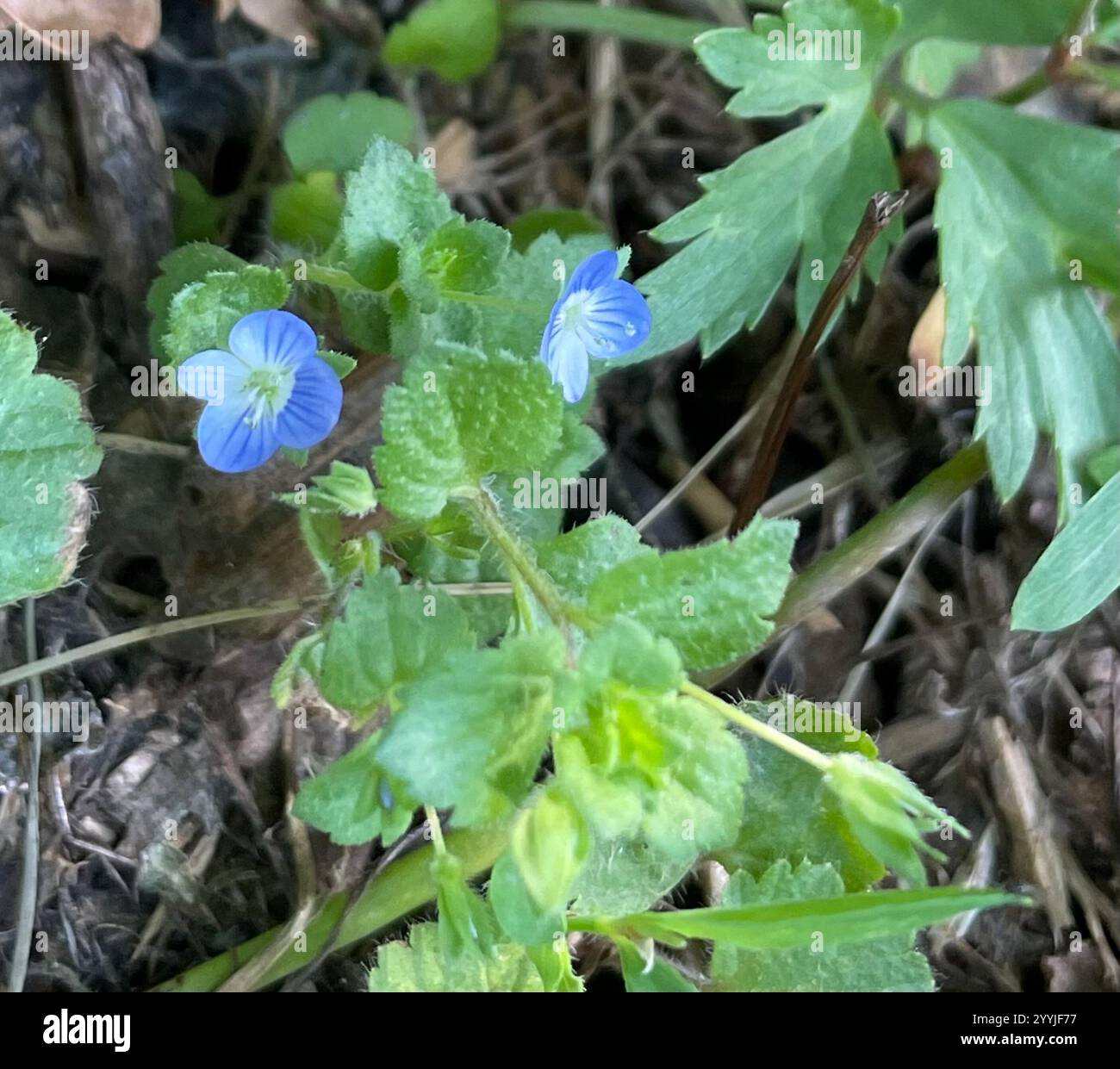 bird's-eye speedwell (Veronica persica Stock Photo - Alamy