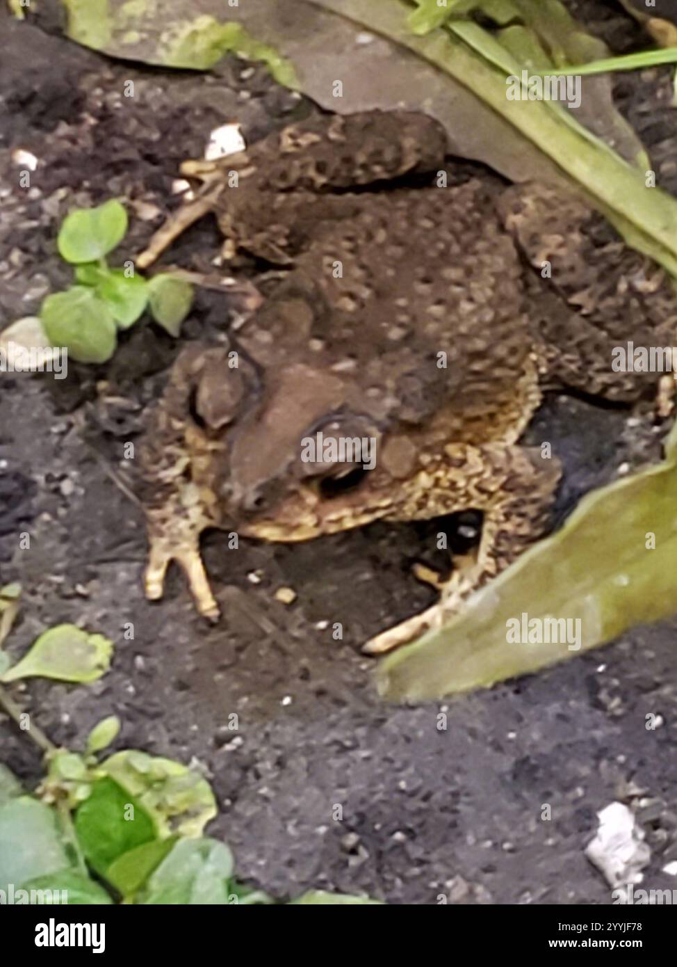 Asian Common Toad (Duttaphrynus melanostictus Stock Photo - Alamy