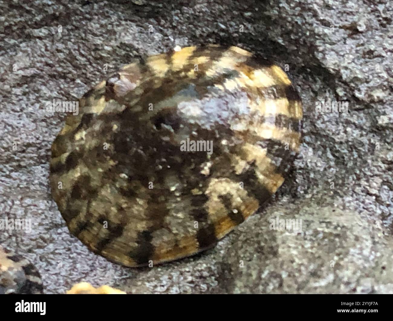 Shield limpet hi-res stock photography and images - Alamy
