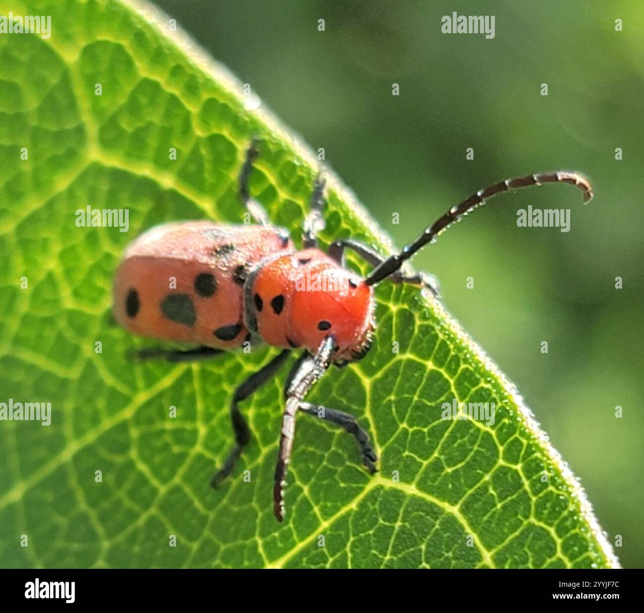 Red Milkweed Beetle (Tetraopes tetrophthalmus Stock Photo - Alamy