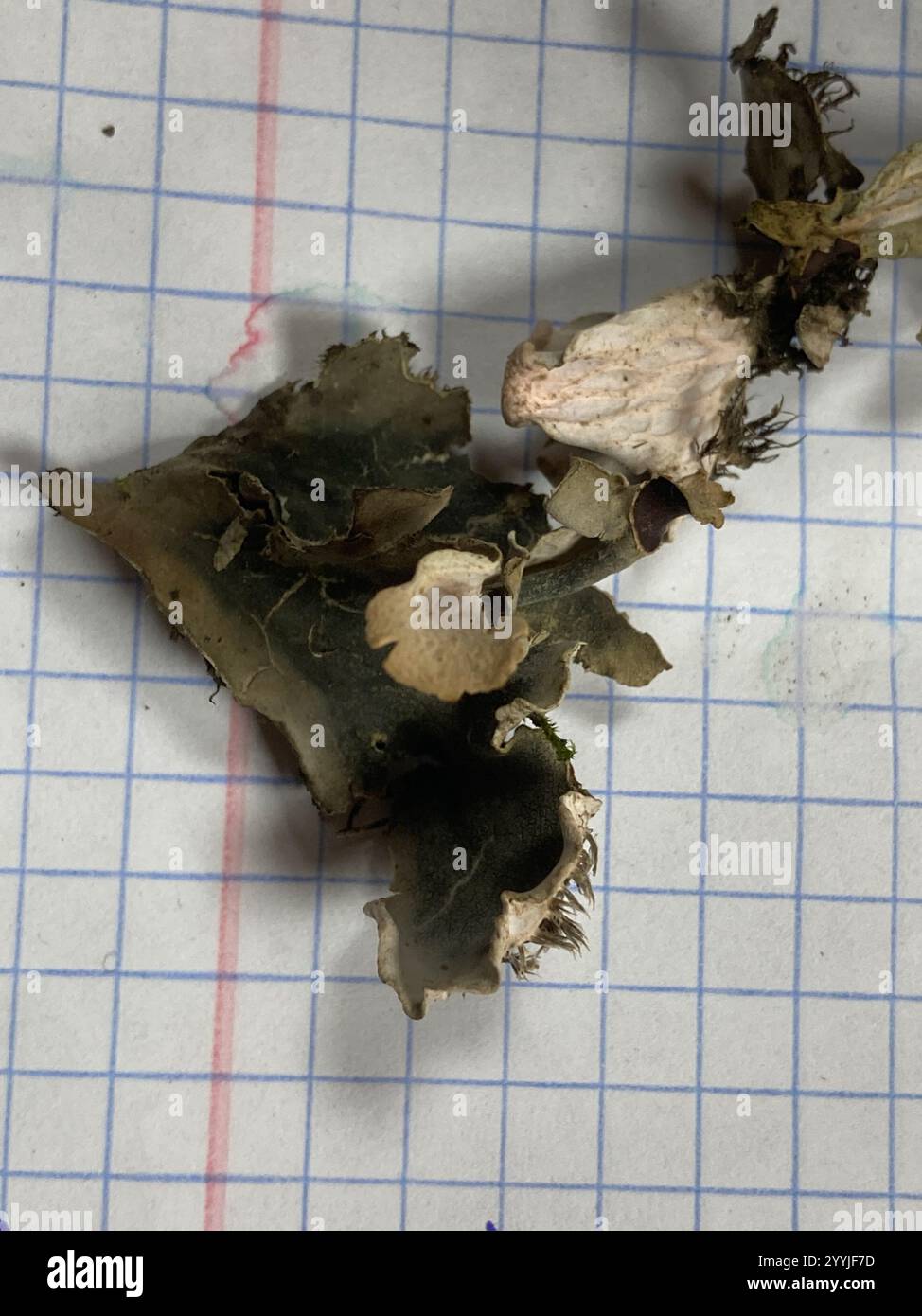 many-fruited pelt lichen (Peltigera polydactylon Stock Photo - Alamy