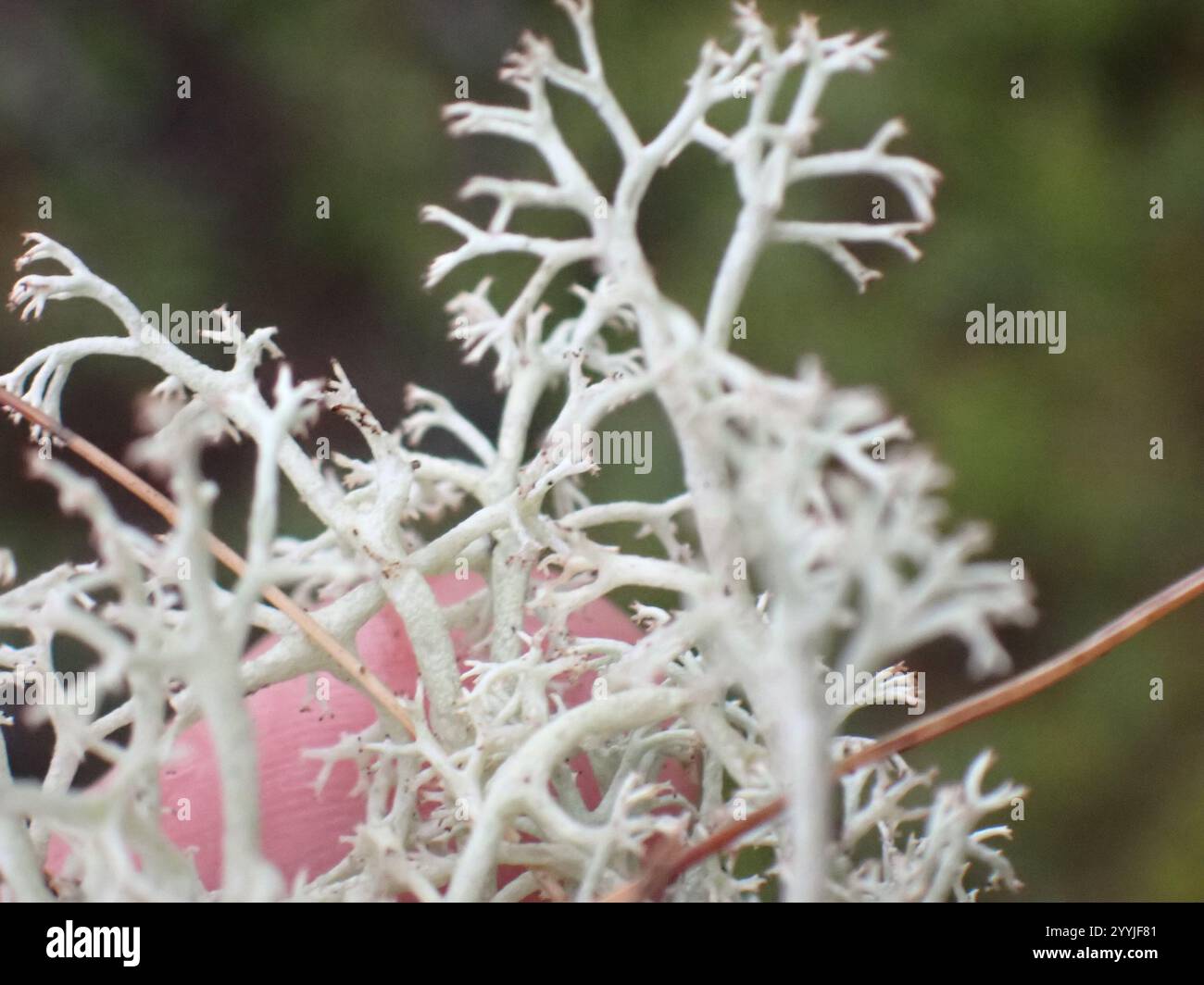 Reindeer Lichen (Cladonia portentosa Stock Photo - Alamy