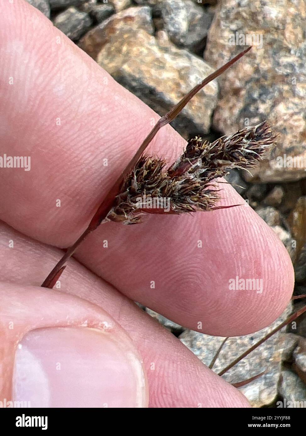 Spiked Woodrush (Luzula spicata Stock Photo - Alamy
