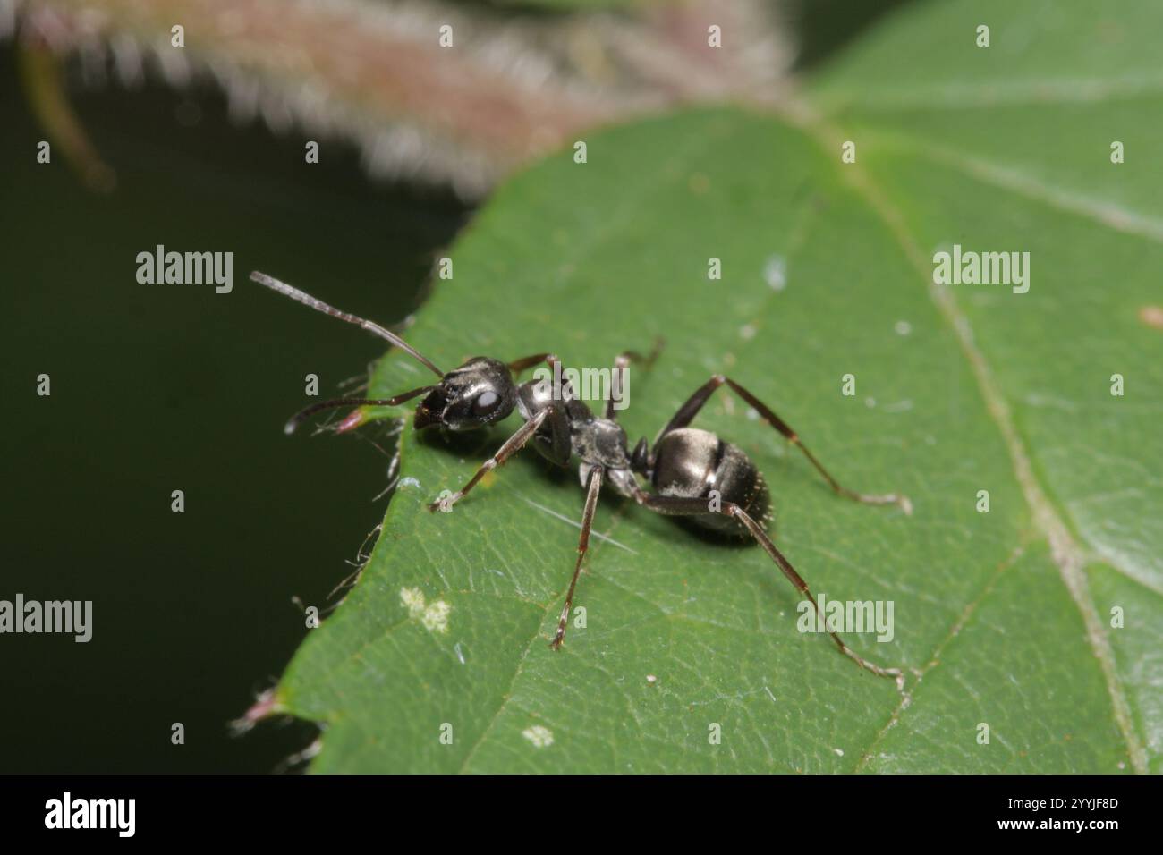 Formica fusca hi-res stock photography and images - Alamy
