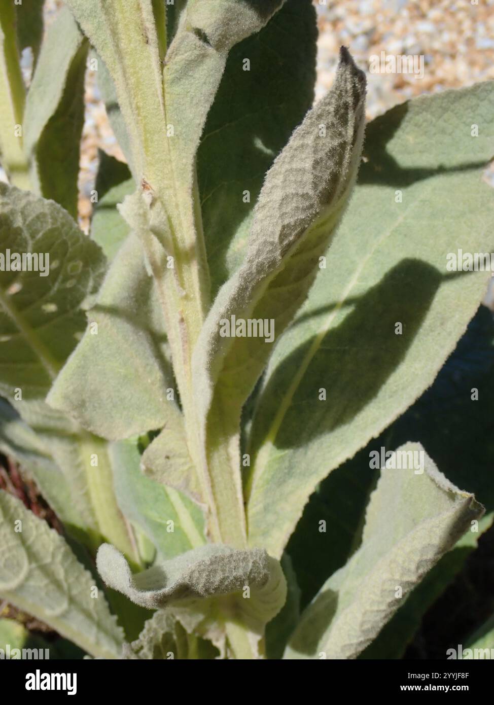 great mullein (Verbascum thapsus Stock Photo - Alamy