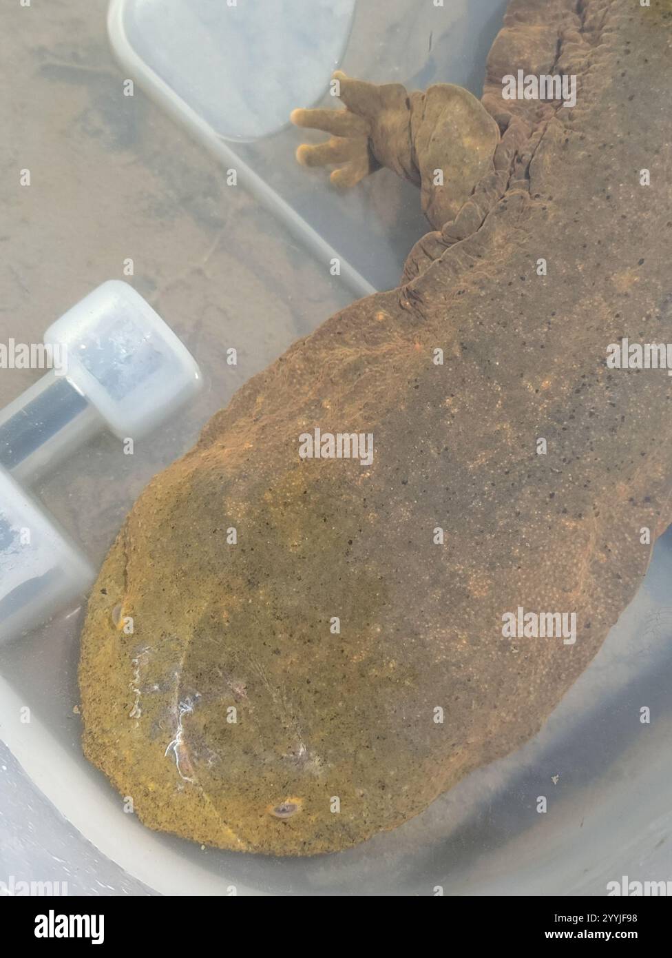 Eastern Hellbender (Cryptobranchus alleganiensis alleganiensis Stock ...