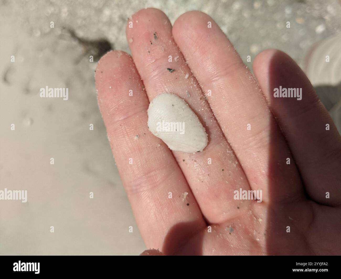 Anadara transversa hi-res stock photography and images - Alamy