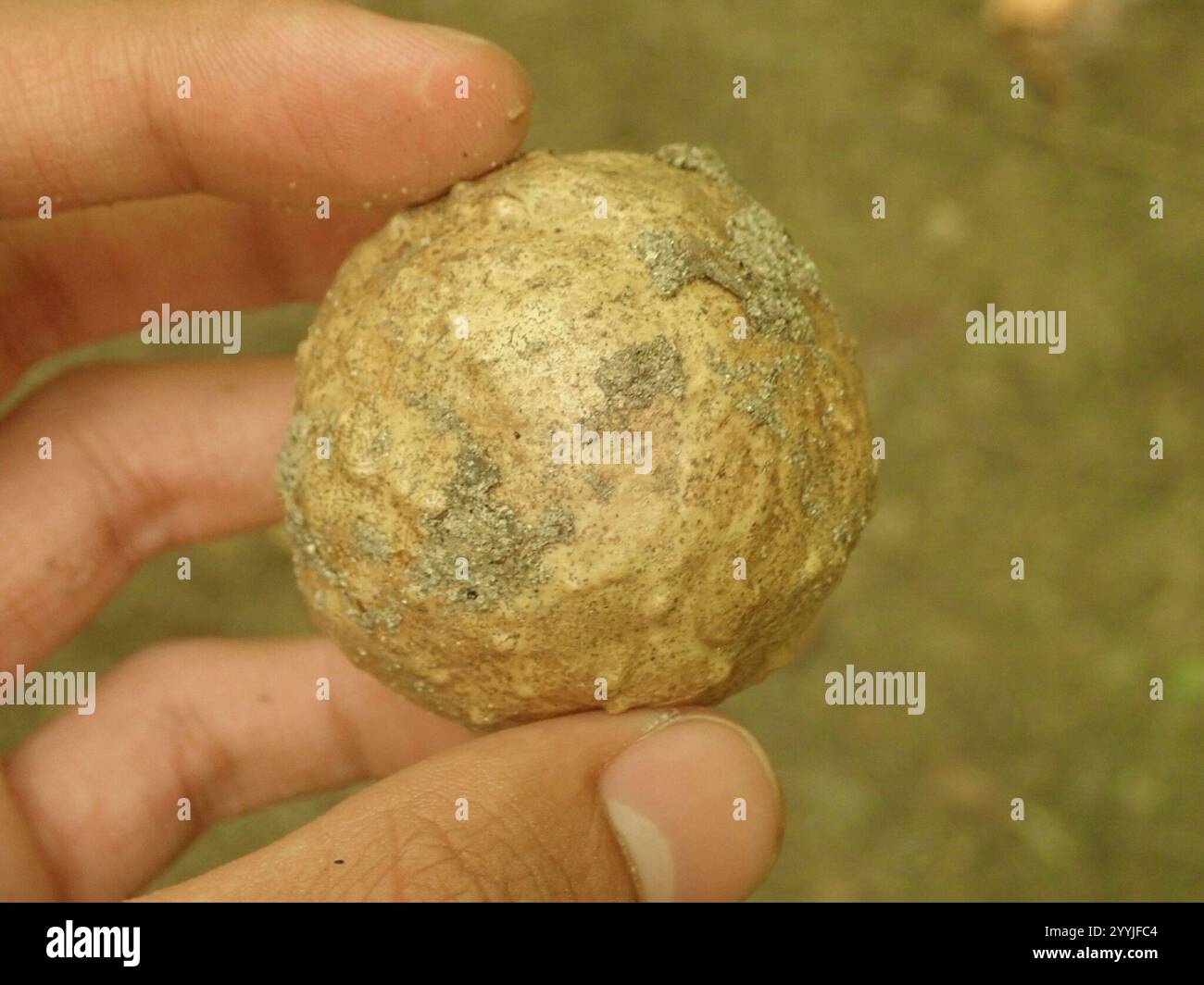 Spongy Oak Apple Gall Wasp (Amphibolips confluenta Stock Photo - Alamy