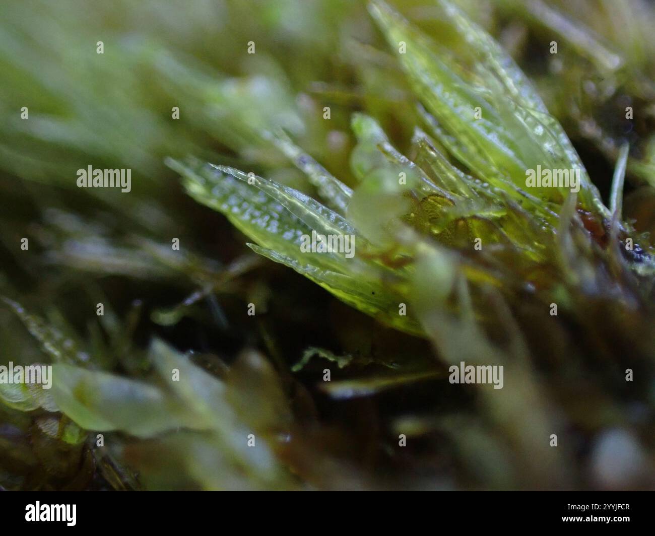 Bog Broom Moss (Dicranum undulatum Stock Photo - Alamy