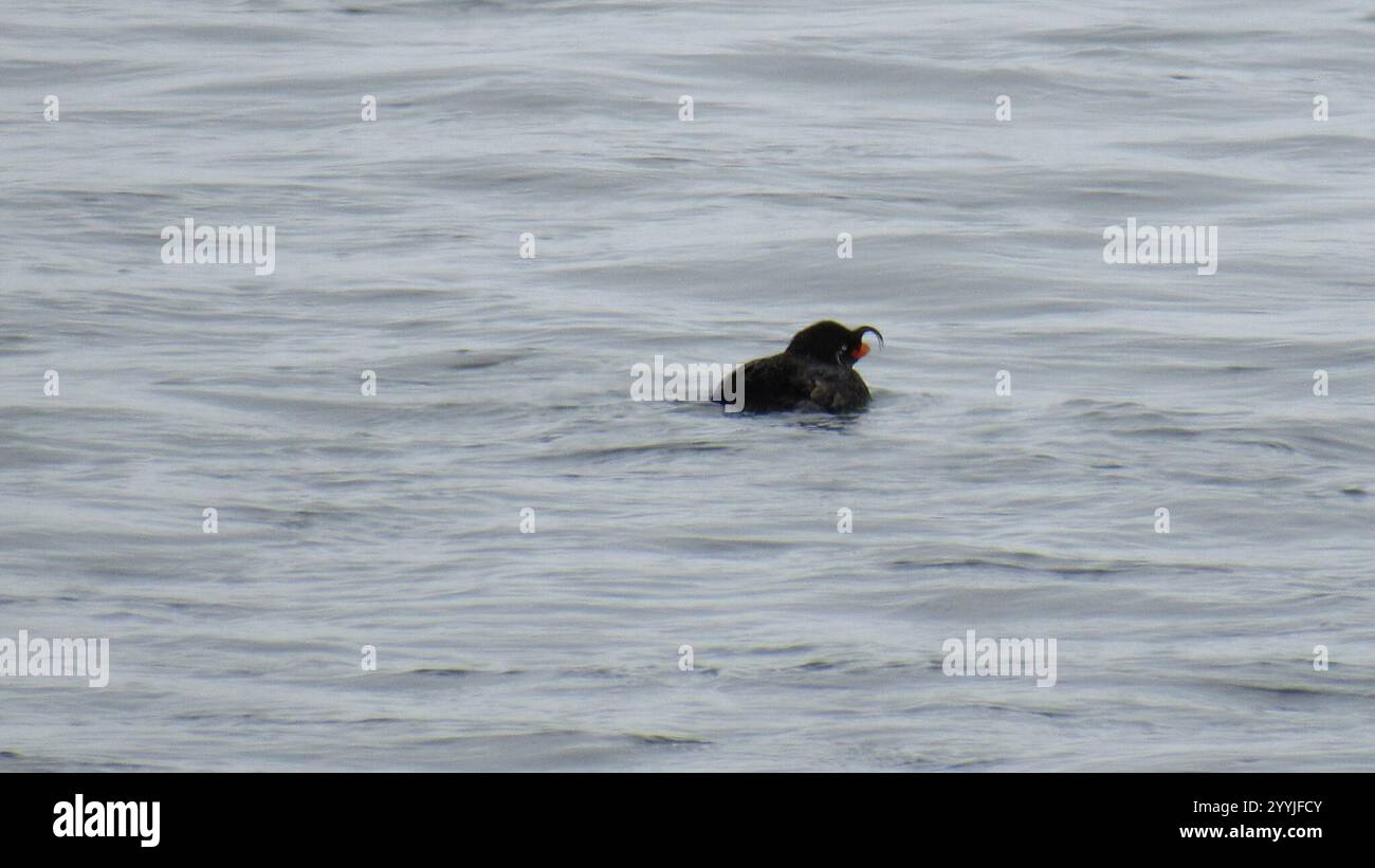 Crested Auklet (Aethia cristatella Stock Photo - Alamy