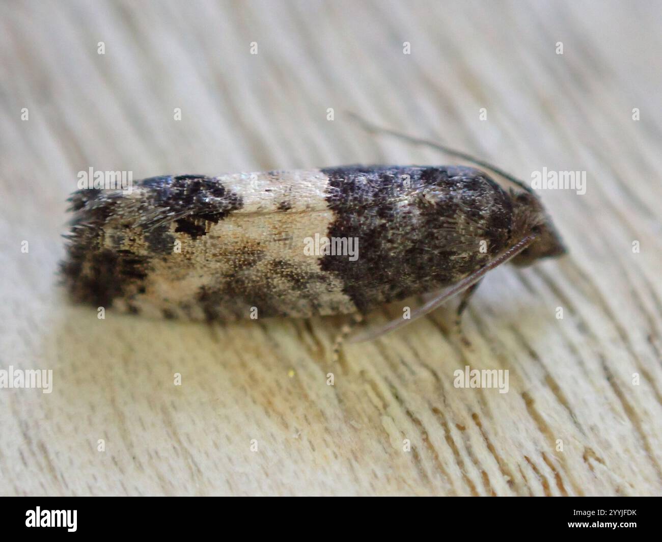 Eye-spotted Bud Moth (Spilonota ocellana Stock Photo - Alamy
