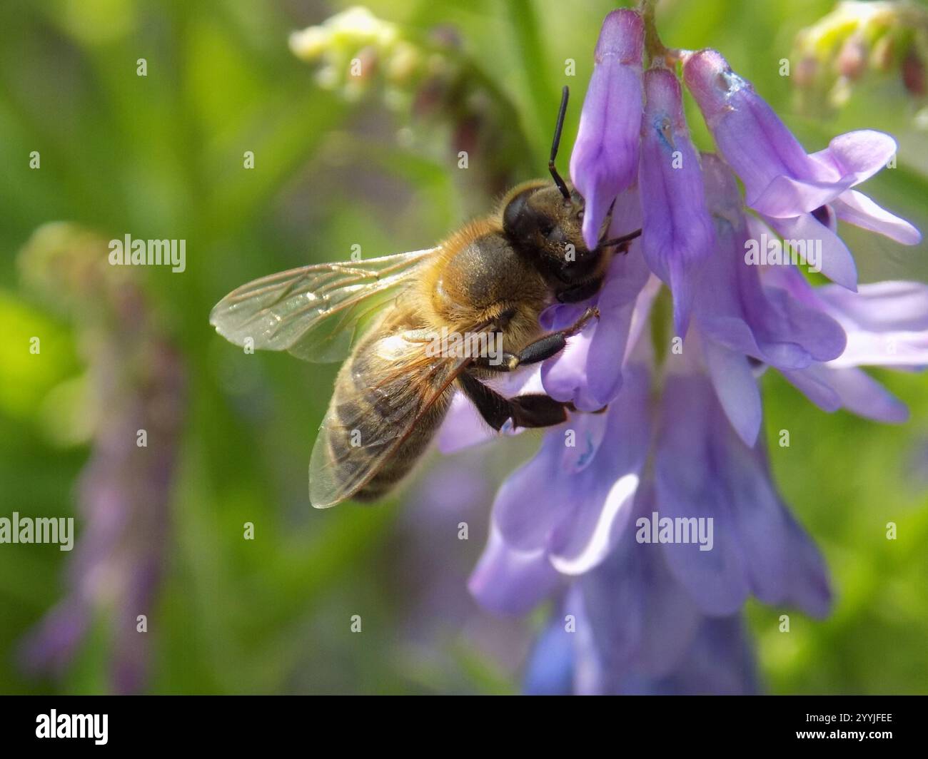 Western Honey Bee (Apis mellifera Stock Photo - Alamy