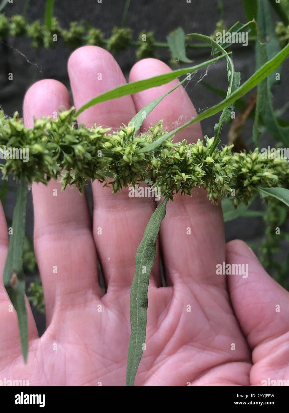 Rumex palustris hi-res stock photography and images - Alamy
