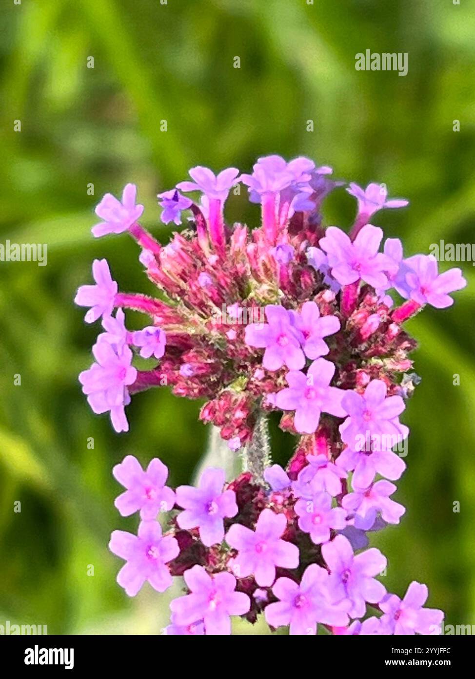purpletop vervain (Verbena bonariensis Stock Photo - Alamy
