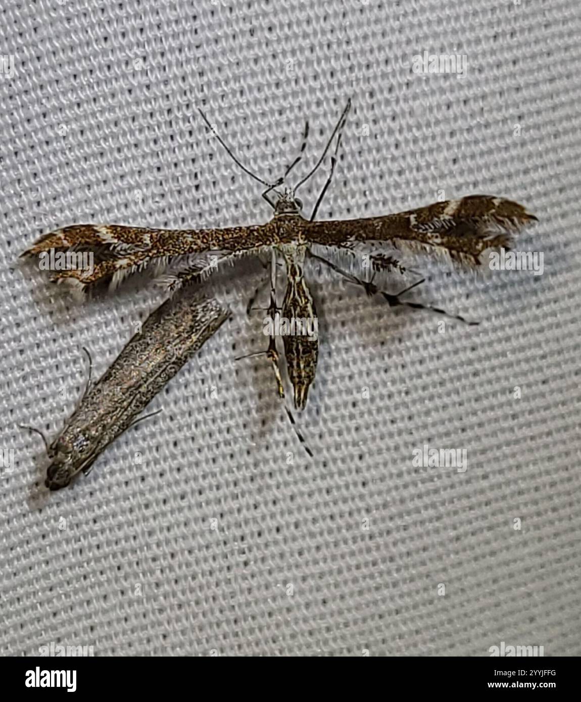 Capperia hi-res stock photography and images - Alamy